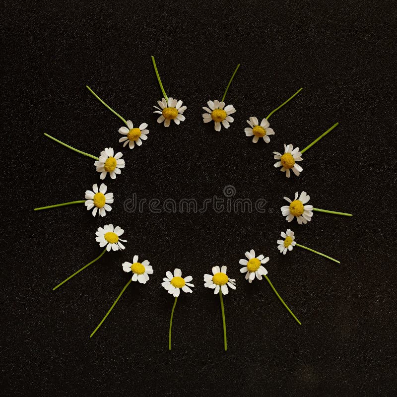 Round Frame from Daisy Flowers on Black Stock Illustration ...