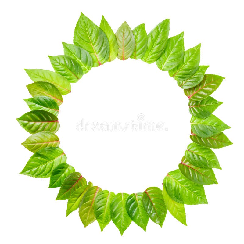 Round Frame of Fresh Green Leaves is Isolated on White Background Stock ...