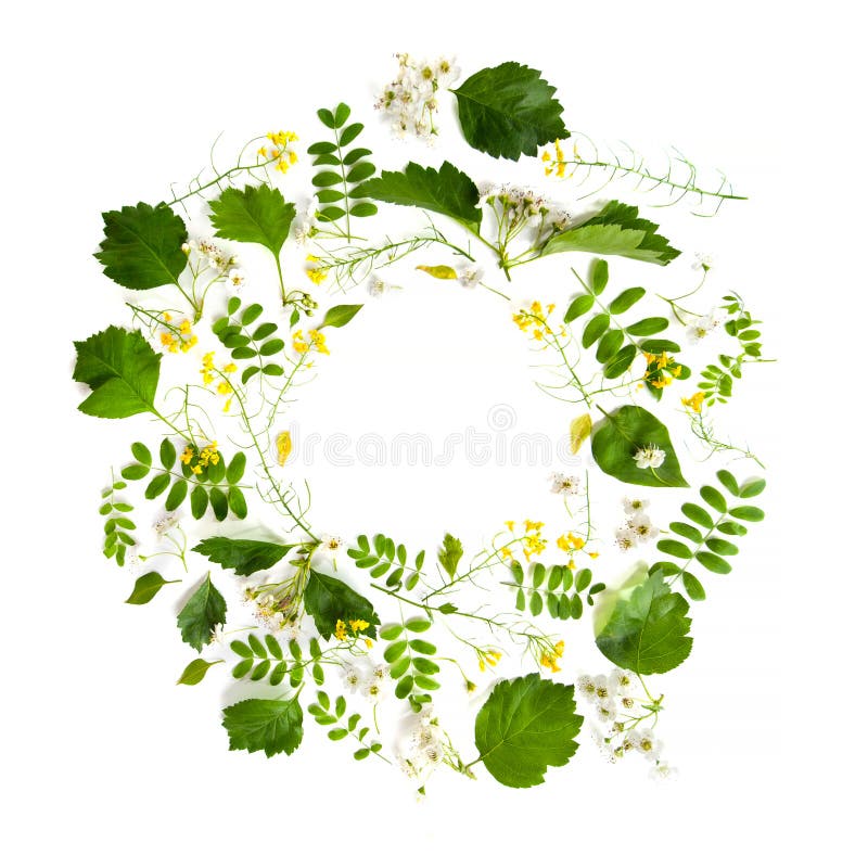 Round Frame of Meadow Flowers and Plants on a Light Background. Stock ...