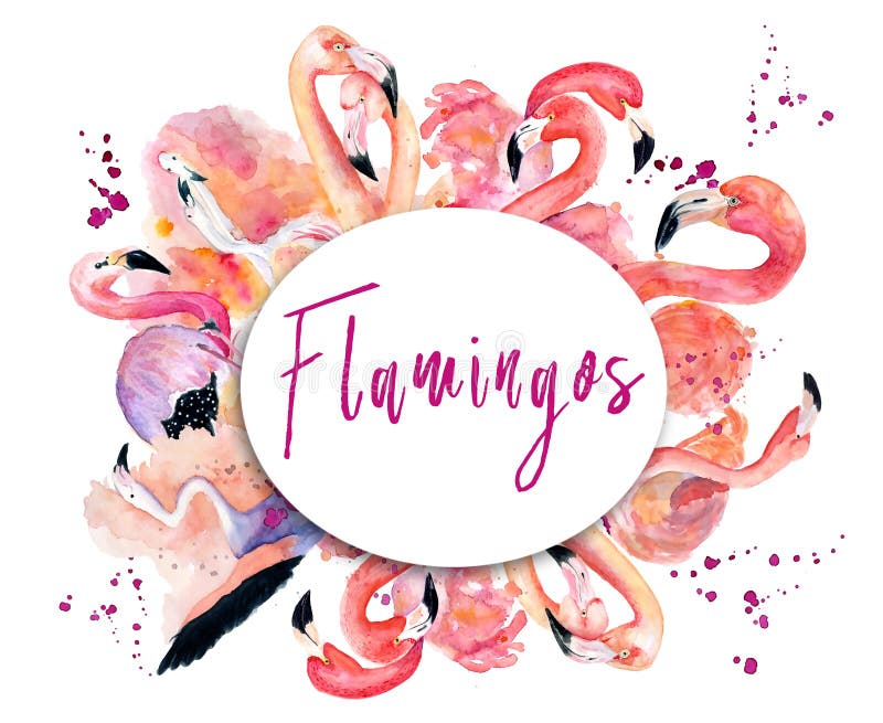 Round Frame with Pink Flamingo Stock Illustration - Illustration of ...