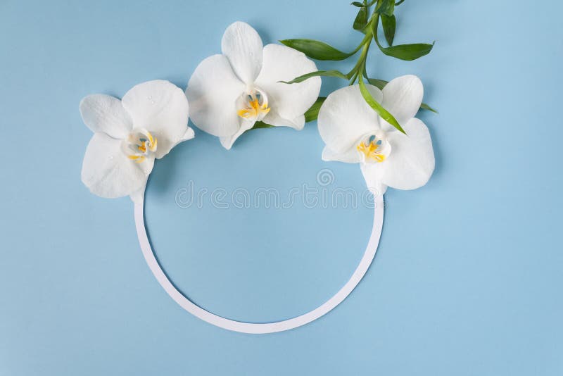 Round Frame with White Orchid Stock Photo - Image of frame, card: 112368916