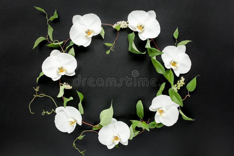 Round Frame Orchids Stock Photos - Free & Royalty-Free Stock Photos ...
