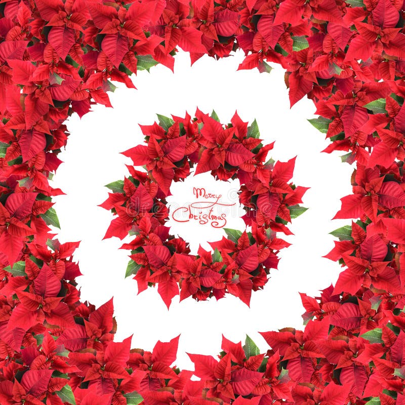 Christmas Frame from Poinsettias Isolated Stock Photo - Image of ...