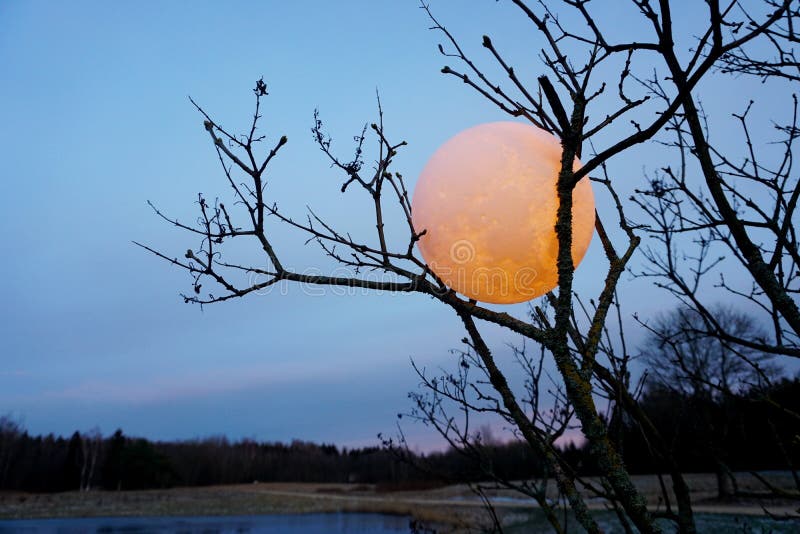 Round Full Moon in Tree Branches on Evening Sky Background Lunar Model ...