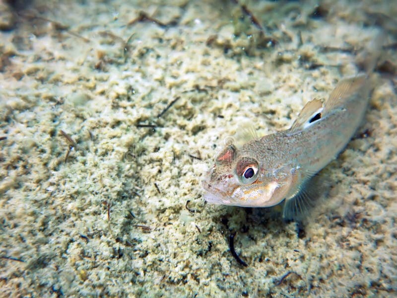 Round Goby Close Up Underwater. Round Goby Fresh Water Fish Stock Photo ...