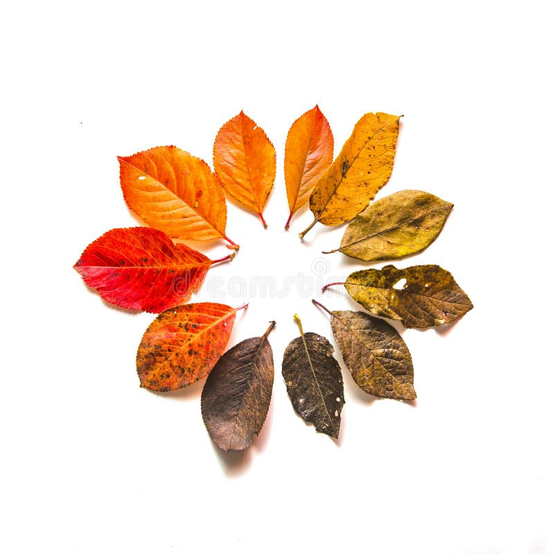 Round Gradient of Fall Leaves. Autumn Stock Photo - Image of nature ...
