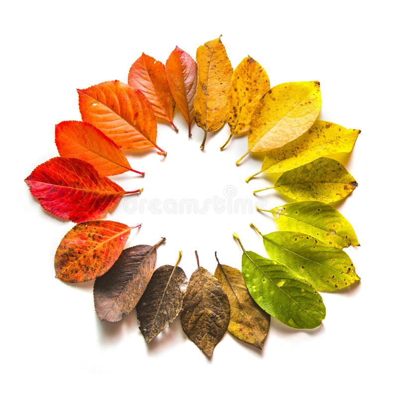 Round Gradient of Fall Leaves. Autumn Stock Photo - Image of gradient ...