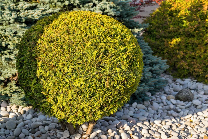 Round green bush stock image. Image of space, park, sphere - 100953183