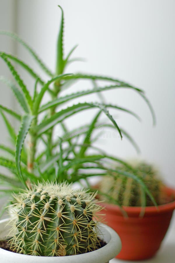 Round green cactus stock photo. Image of herb, tropical - 49789010