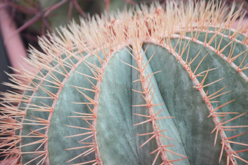 Round Green Cactus with Large Sharp Needles. Side View. Succulent Stock ...