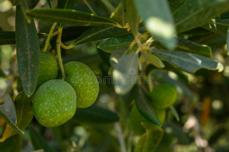 Round Green Olives Attached To the Tree Stock Image - Image of garden ...