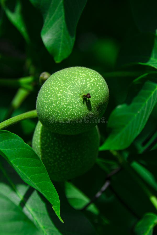 Round Green Walnut Grows on Green Tree among Leaves Stock Image - Image ...