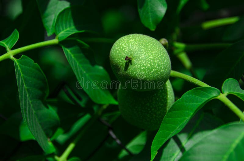 Round Green Walnut Grows on Green Tree among Leaves Stock Photo - Image ...