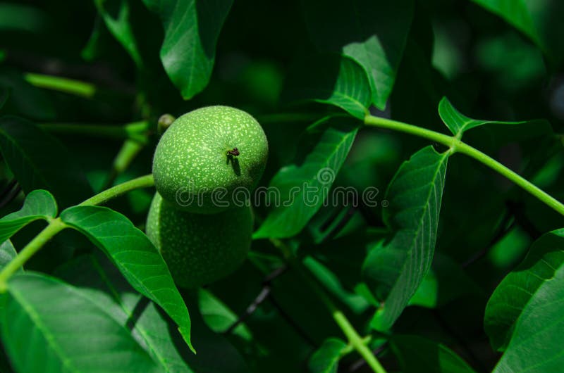 Round Green Walnut Grows on Green Tree among Leaves Stock Photo - Image ...