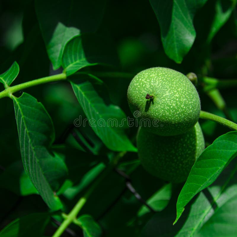 Round Green Walnut Grows on Green Tree among Leaves Stock Photo - Image ...