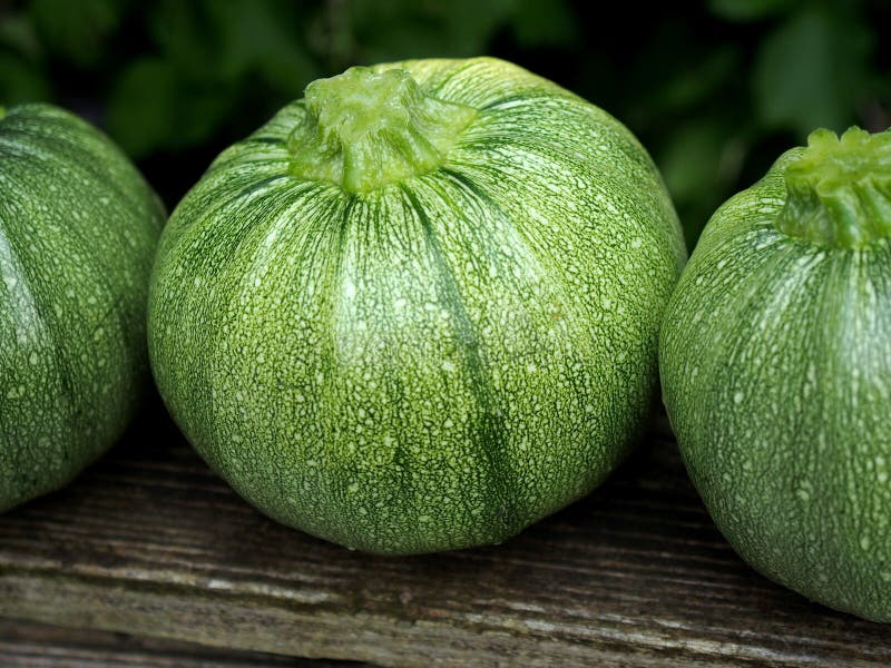Popular Variety of the Round Green Zucchini Stock Photo - Image of ...