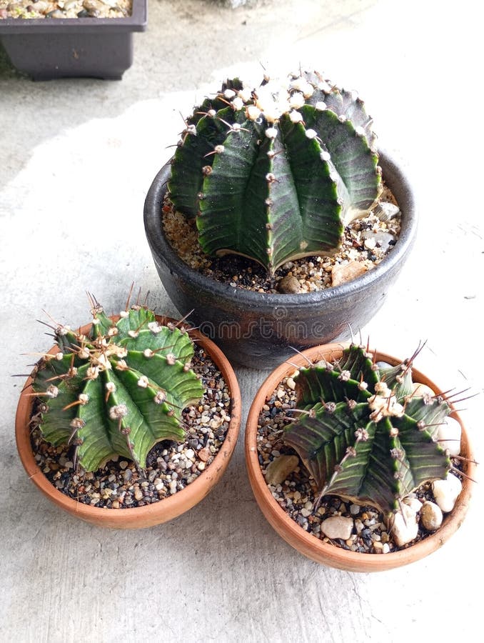 Round Gymnocalycium Cactus Species Stock Image - Image of plant, round ...
