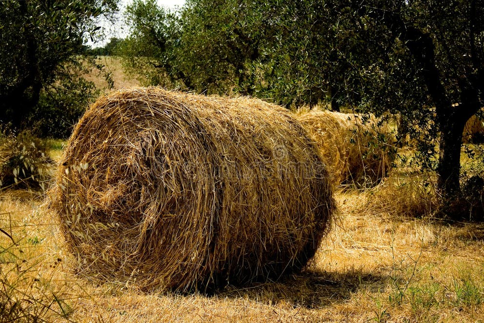 Round Hay Bails stock image. Image of straw, agriculture - 1298517