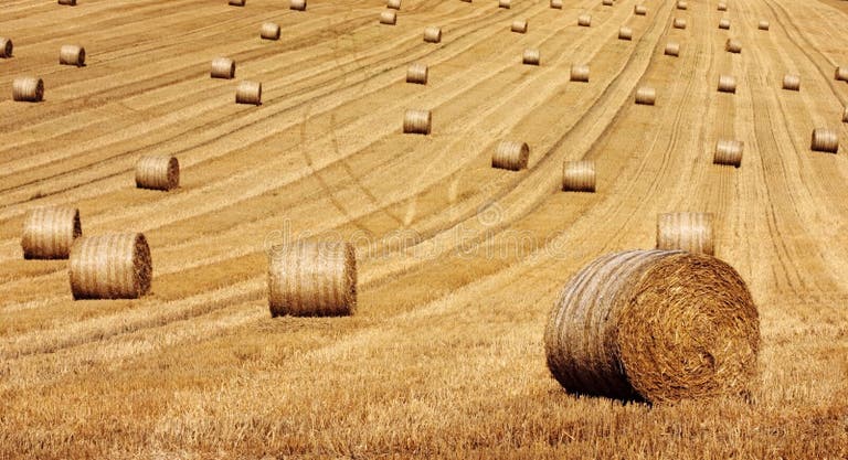 Round Hay Bails stock photo. Image of farming, breakfast - 220808