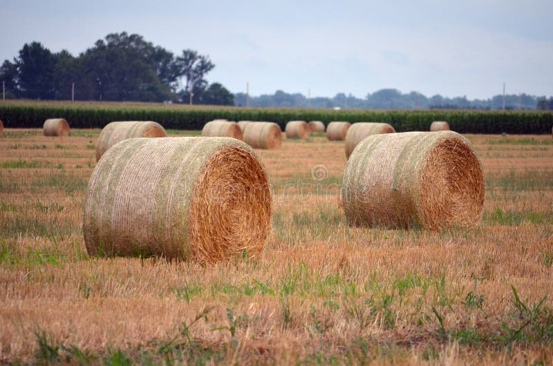Round Hay Bails in Field stock image. Image of agriculture - 43031947