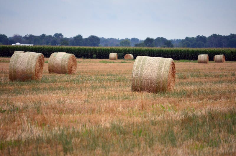 Round Hay Bails in Field stock image. Image of corn, grass - 43032133