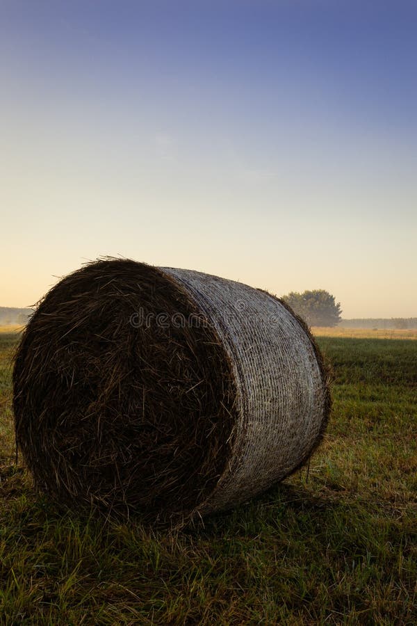 Round Hay Bale on Meadow - Summer Stock Image - Image of tree ...