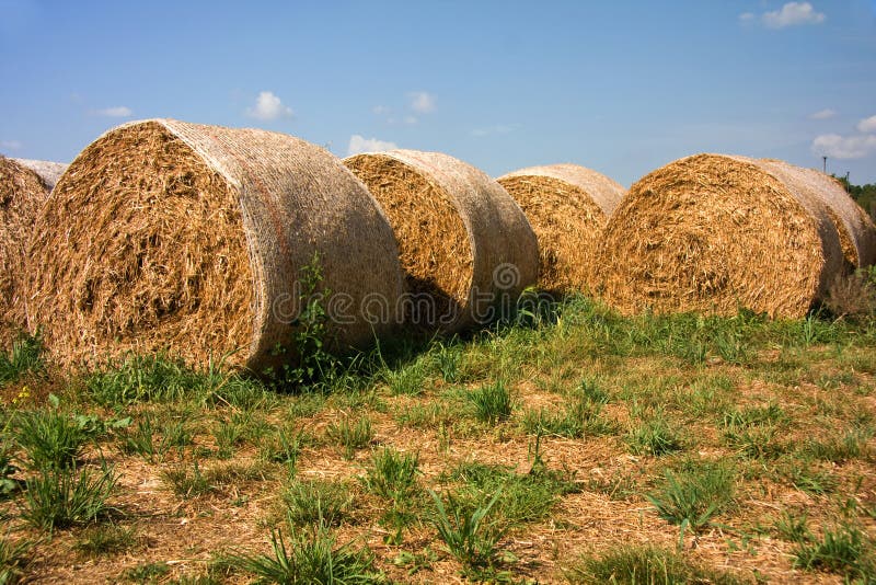 Round hay bales stock photo. Image of circular, agricultural - 11787392