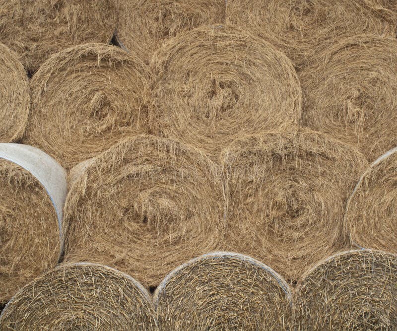 Round hay bales stock image. Image of harvest, grow, natural - 13402389