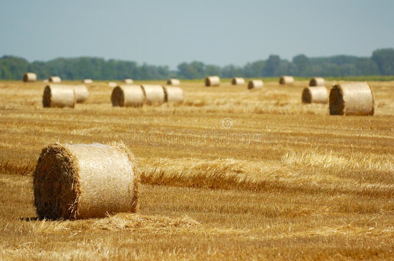 Round hay bales stock image. Image of nature, grow, farming - 1529093
