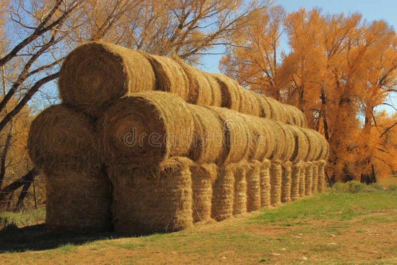 Round Hay bales in Autumn stock image. Image of farming - 37279523