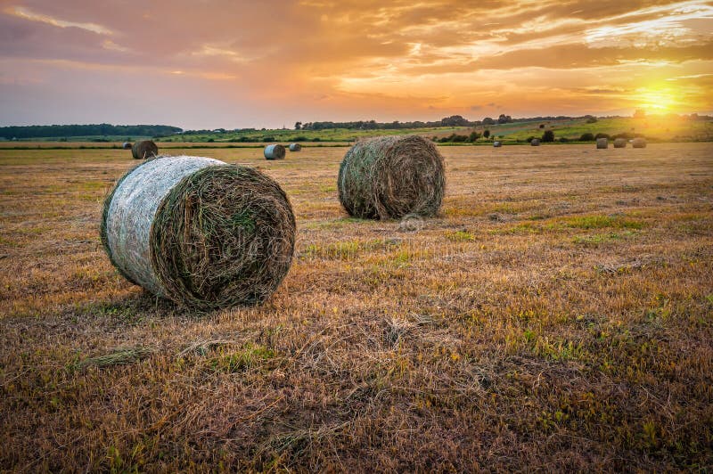 Round Hay Bales on the Field at Sunset Stock Photo - Image of field ...