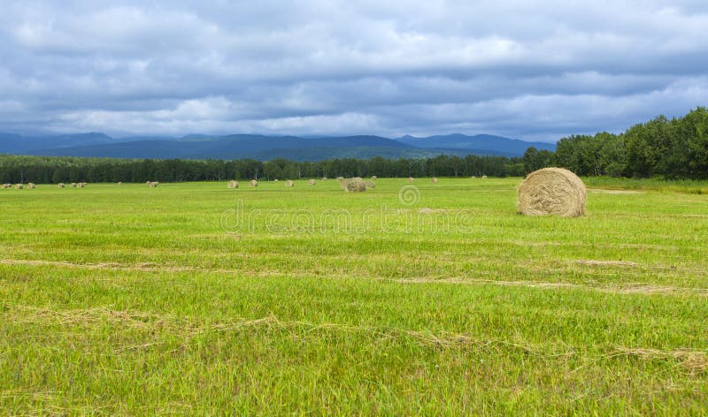 Round Hay Bales on the Green Field Stock Photo - Image of bale, gold ...