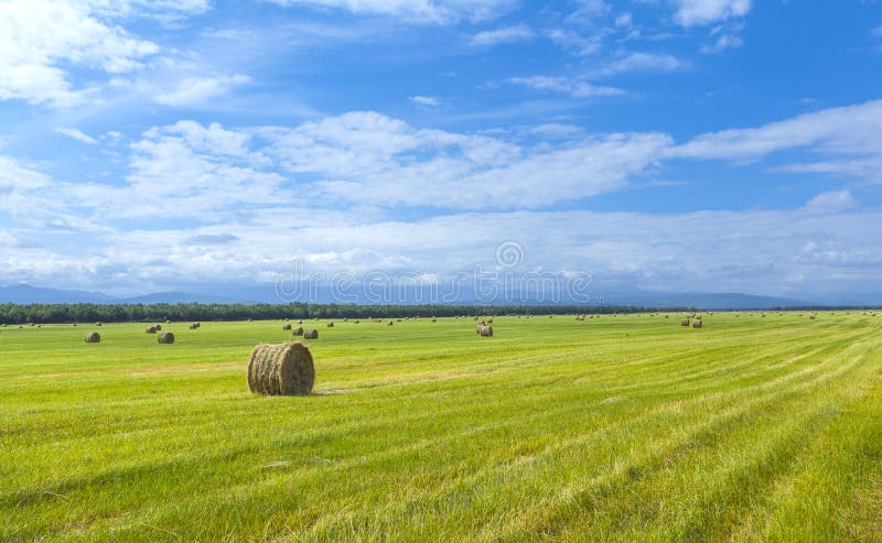 Round Hay Bales on the Green Field on Kamchatka Stock Image - Image of ...