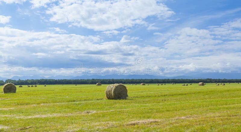 Round Hay Bales on the Green Field on Kamchatka Stock Image - Image of ...
