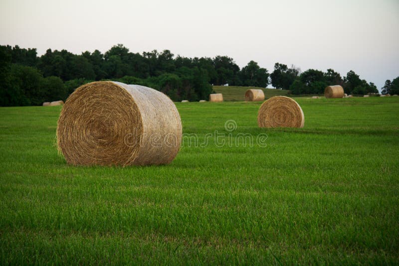 Round Hay Bales stock image. Image of hayfield, midwest - 32132941