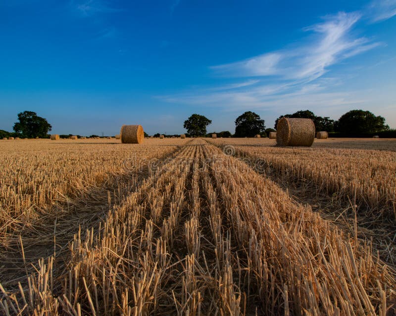 Round Hay Bales after Harvesting in a Field Stock Image - Image of ...