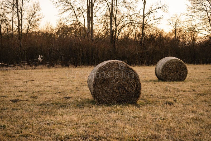 Round Hay Bales Lying in the Field at Sunset Stock Image - Image of ...