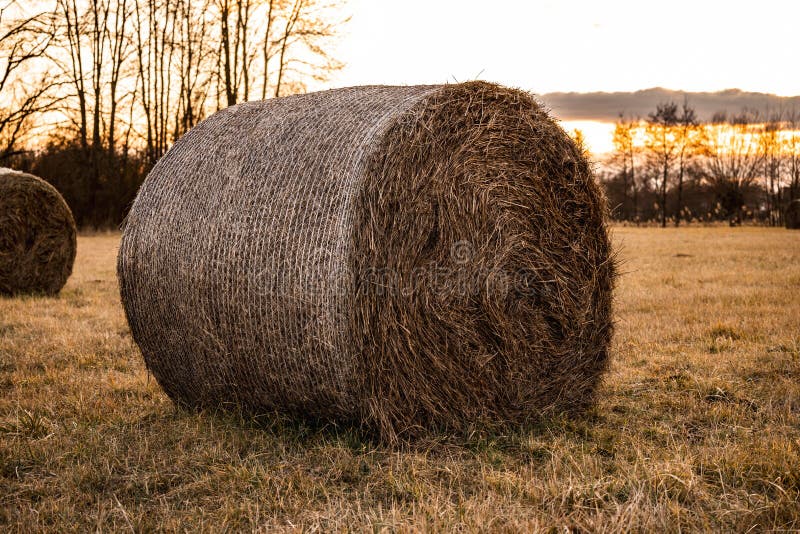Round Hay Bales Lying in the Field at Sunset Stock Image - Image of ...