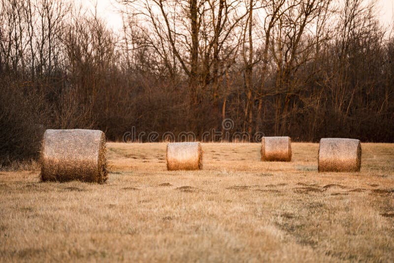 Round Hay Bales Lying in the Field at Sunset on the Forest Edge Stock ...