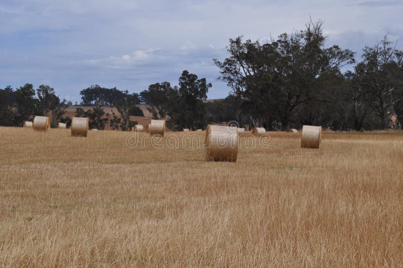 Round hay bales stock photo. Image of view, paddock, bails - 48725784