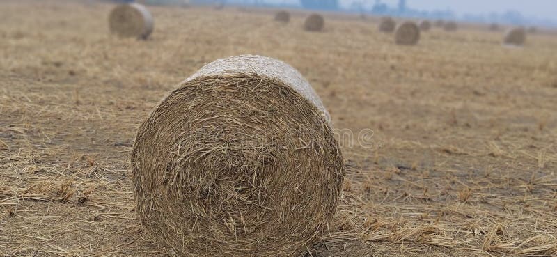 Round Hay Bundle Hay Bale with Blur Background Stock Image - Image of ...