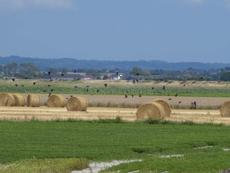 Round hay field stock photo. Image of farm, flying, herd - 11408866