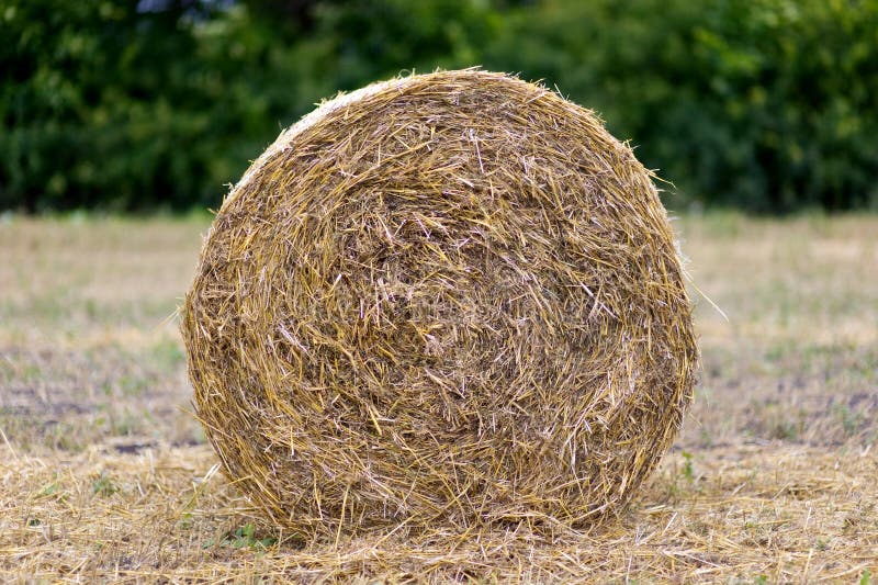 Haystack on a Field Close Up Stock Image - Image of crop, autumn: 157907511