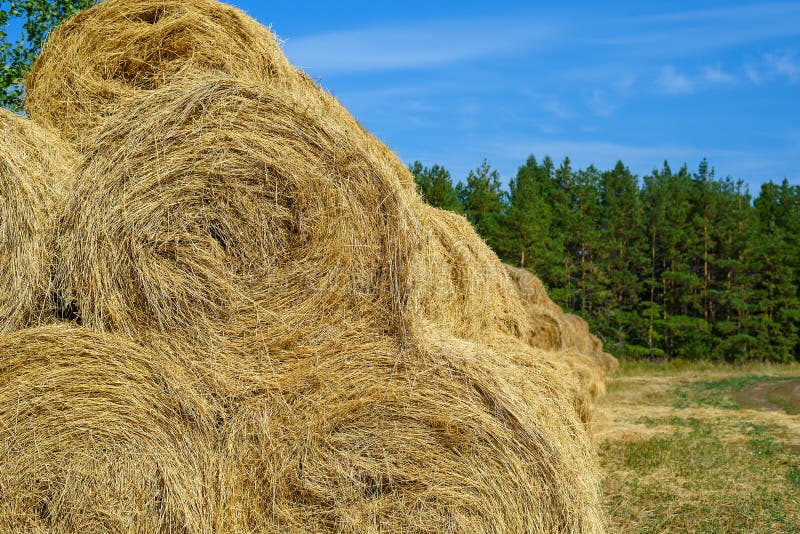 Round Haystack in the Field after Haymaking, Copy Space, Agricultural ...