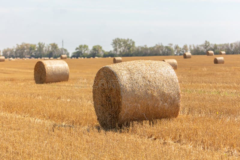 Round Haystacks on the Field Stock Photo - Image of crop, haystack ...