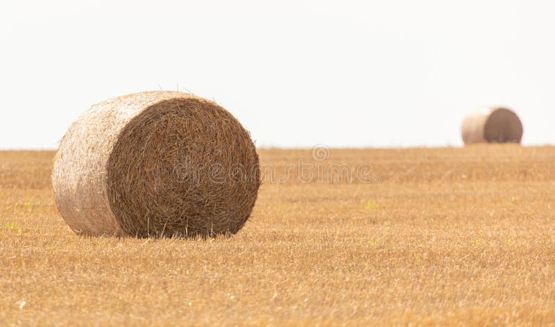 Round Haystacks on the Field Stock Photo - Image of golden, landscape ...