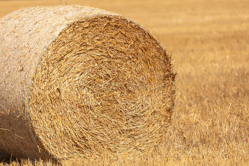 Round Haystacks on the Field Stock Image - Image of farming, harvest ...
