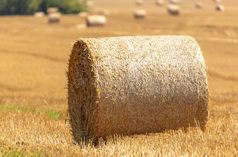 Round Haystacks on the Field Stock Image - Image of landscape ...