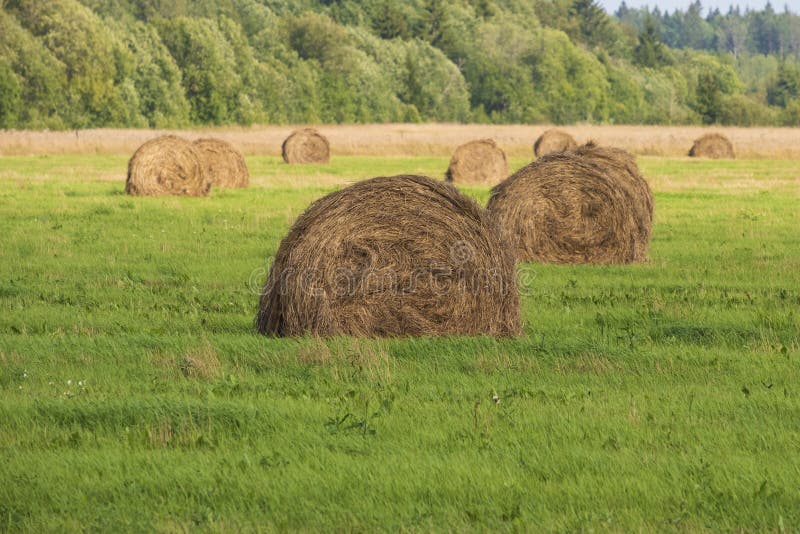 Round Haystacks on a Field in a Village in Autumn Stock Photo - Image ...