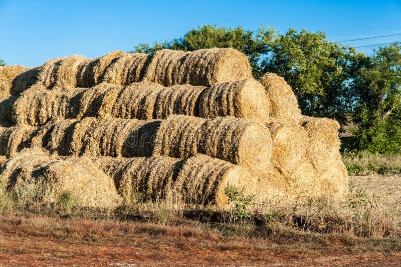 Round haystacks of straw stock photo. Image of plant - 77456986